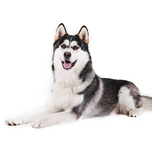 Alaska Malamute - Alles over dit hondenras | Purina
