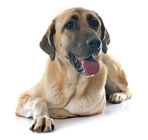 Anatolische herder (turkse herder) - Alles over dit hondenras | Purina NL