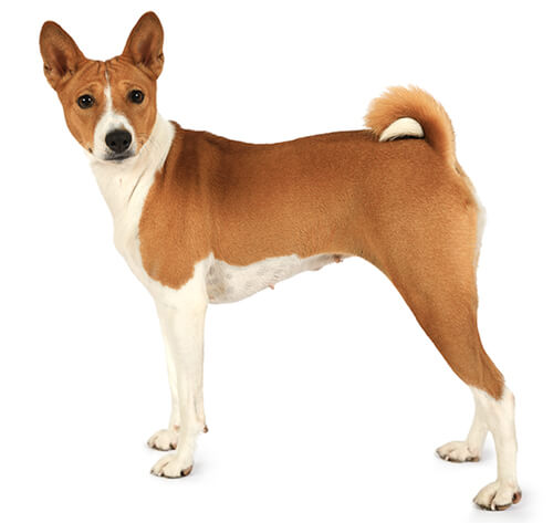 Basenji - Alles over dit hondenras | Purina