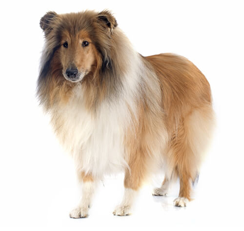 Schotse Collie (Herdershond) - Alles over dit hondenras | Purina NL