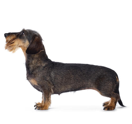 Karakter en uiterlijk van een Teckel Ruwhaar | Purina