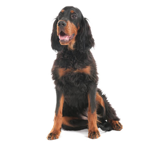 Gordon Setter - Alles over dit hondenras | Purina