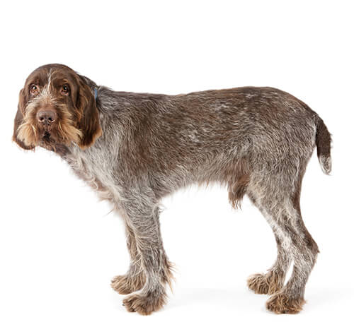 Spinone Italiano - Alles over dit hondenras | Purina NL