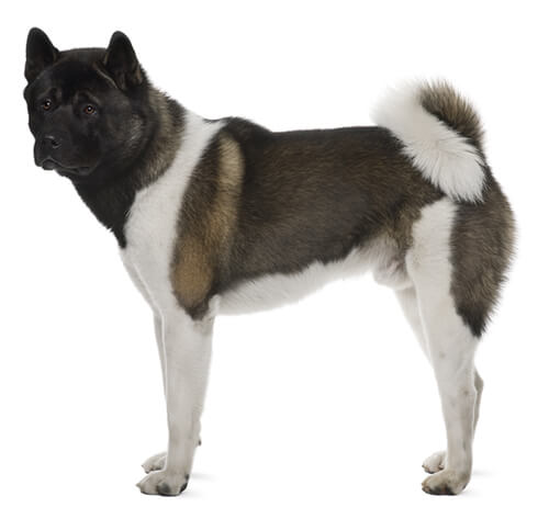Akita - Alles over dit hondenras | Purina