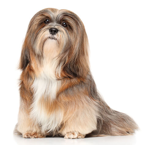 Lhasa Apso - Alles over dit hondenras | Purina NL