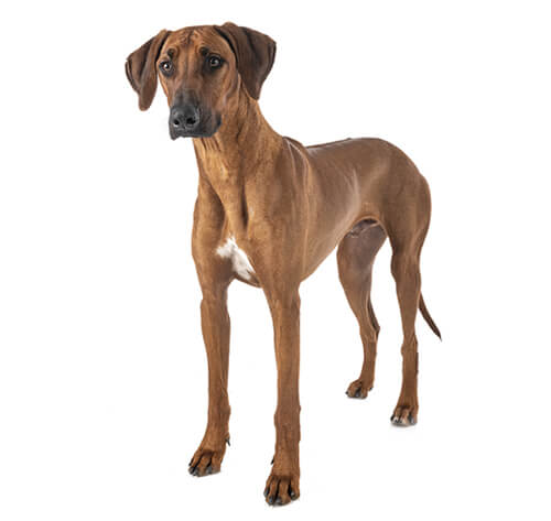 Rhodesian Ridgeback - Alles over dit hondenras | Purina NL