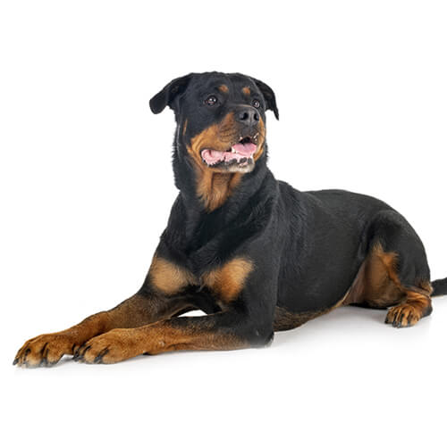 Rottweiler - Alles over dit hondenras | Purina NL