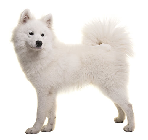 Samojeed - Alles over dit hondenras | Purina