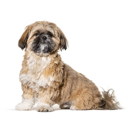 Shih Tzu - Alles over dit hondenras | Purina