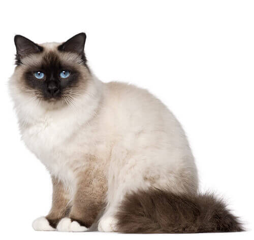 Heilige Birmaan - Alles over dit kattenras | Purina