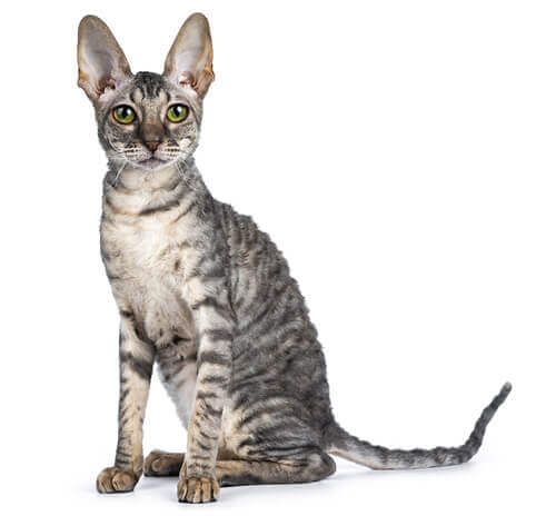 Cornish Rex | Alles over dit kattenras | Purina