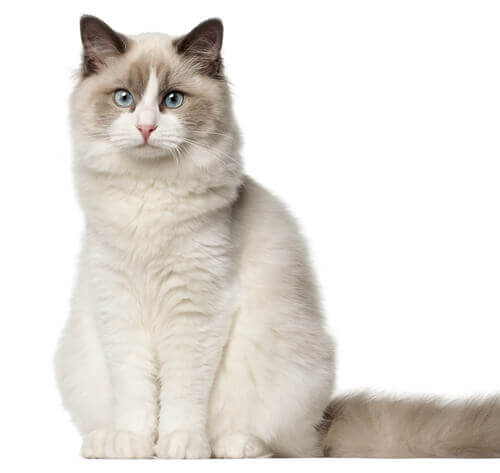 Karakter en uiterlijk van een Ragdoll | Purina NL