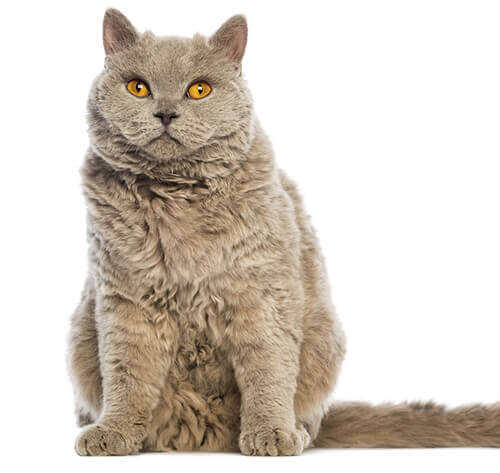 Selkirk Rex Cat Selkirk Rex: Alles Over Deze Kleine Gekrulde