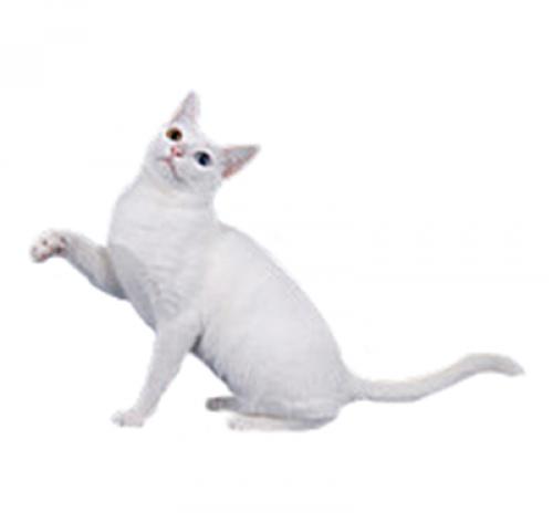 Khao Manee | Alles over dit kattenras | Purina