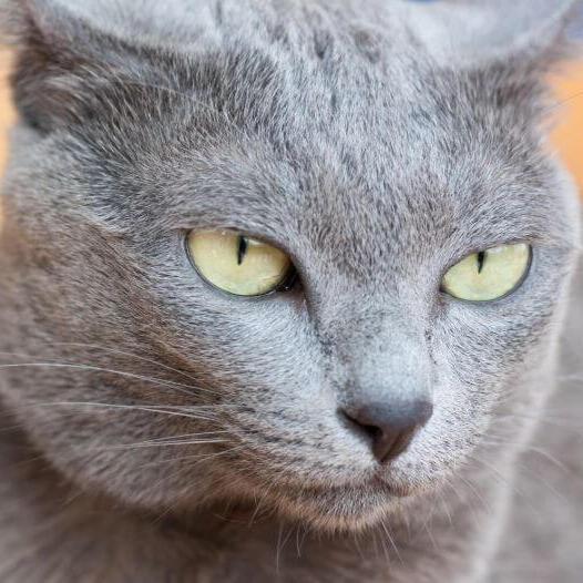 Korat | Alles over dit kattenras | Purina