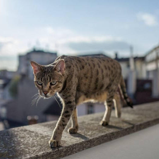 Savannah kat | Alles over dit kattenras | Purina
