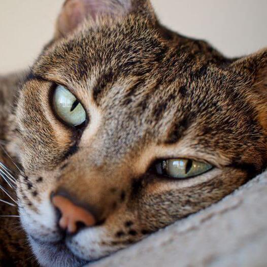 Savannah kat | Alles over dit kattenras | Purina