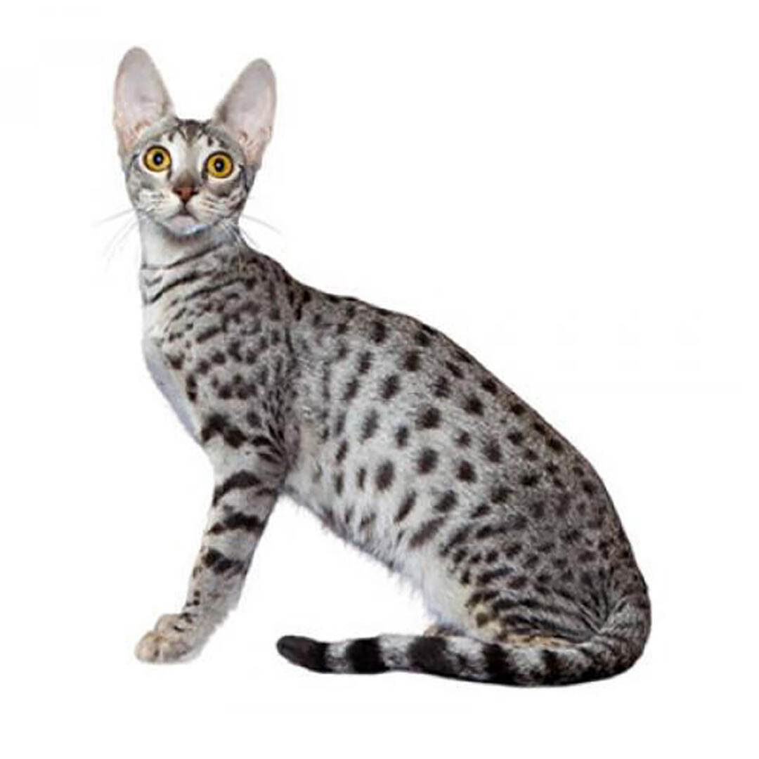 Savannah kat | Alles over dit kattenras | Purina