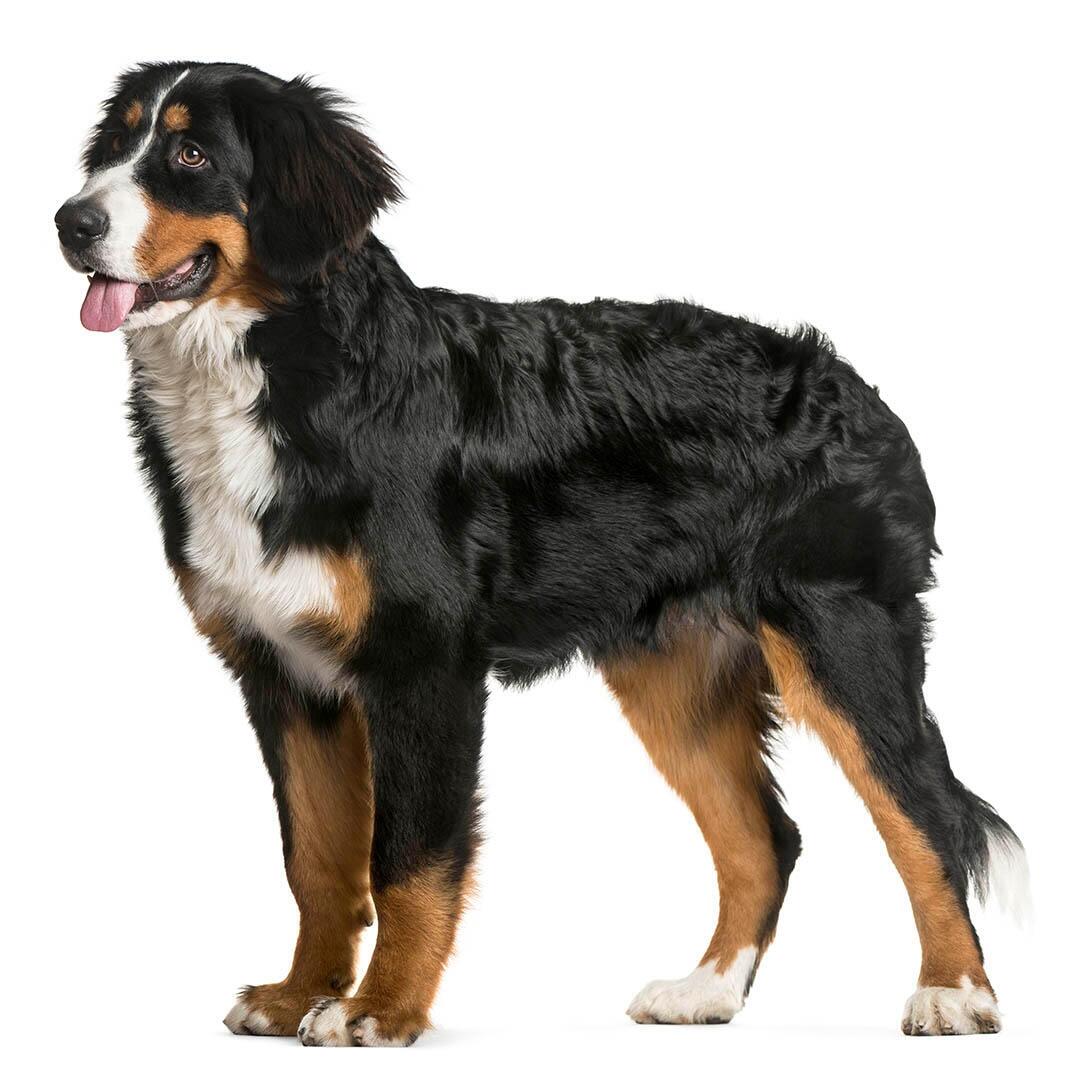 Karakter Berner Sennen | Purina