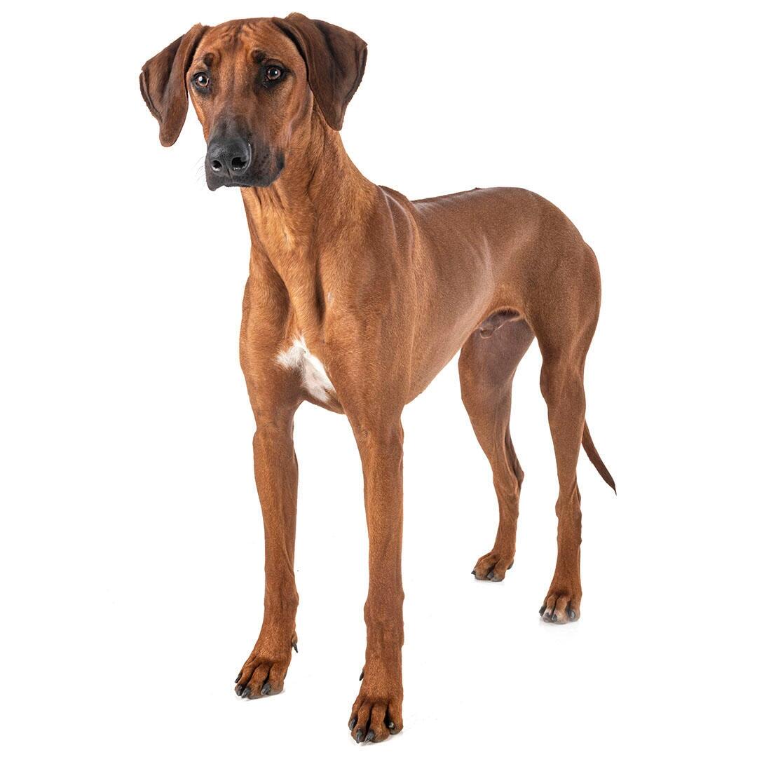 Rhodesian Ridgeback - Alles over dit hondenras | Purina