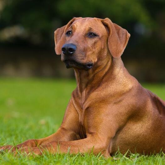 Rhodesian Ridgeback - Alles over dit hondenras | Purina