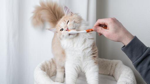 Gezond gebit kat - Tips voor gebitsverzorging van je kat | Purina NL