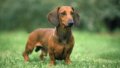 Teckel (Korthaar) - Alles over dit hondenras | Purina