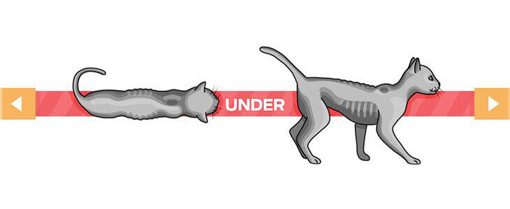 Gezond gewicht en lichaamsconditie voor katten | Purina